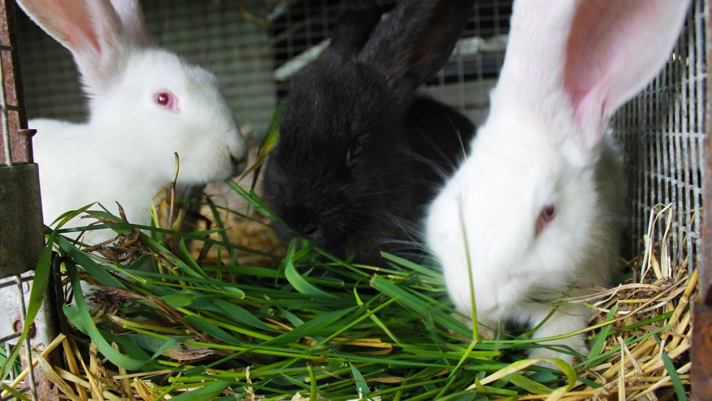 兔子如何配种-百度经验